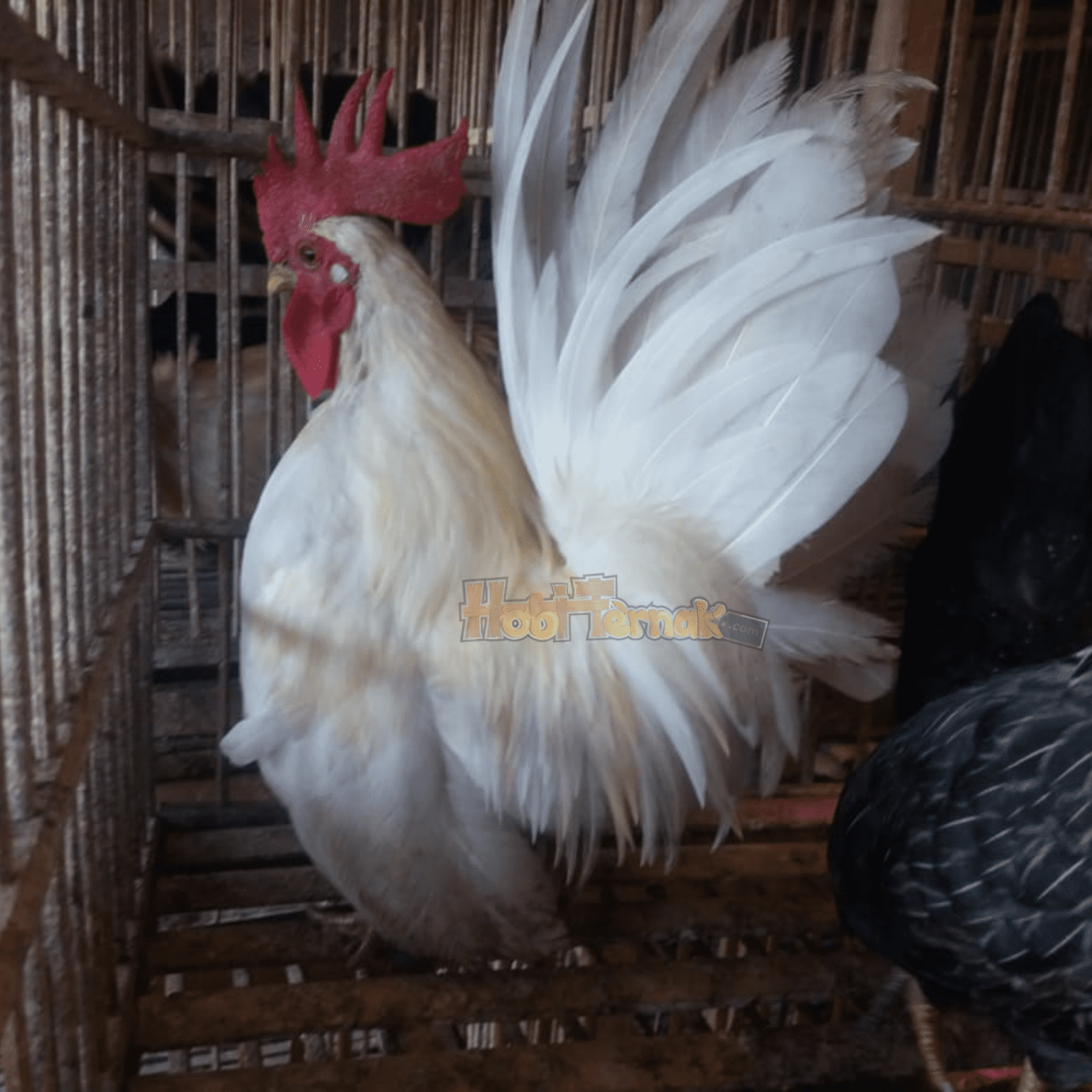 Mengenal Ayam Kate Si Ayam Mungil dan Lucu - HOBI TERNAK