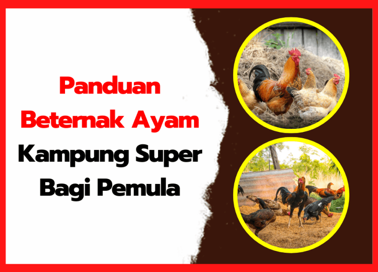 Panduan Beternak Ayam Kampung Super Bagi Pemula