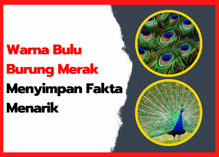 12 Fakta Menarik Tentang Burung Merak - HOBI TERNAK