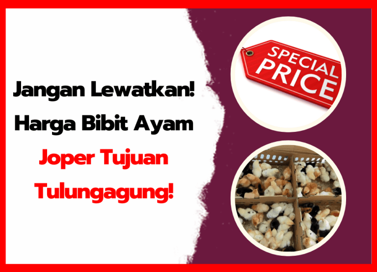 #1 Bebek Hibrida adalah Jenis Bebek Pedaging Unggul