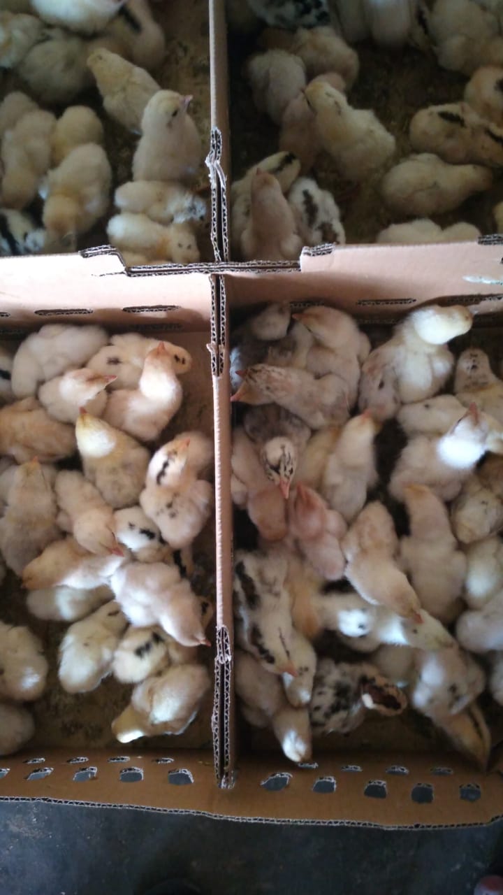 Baru!!! Ayam Elba Jenis Ayam Petelur Unggul - HOBI TERNAK