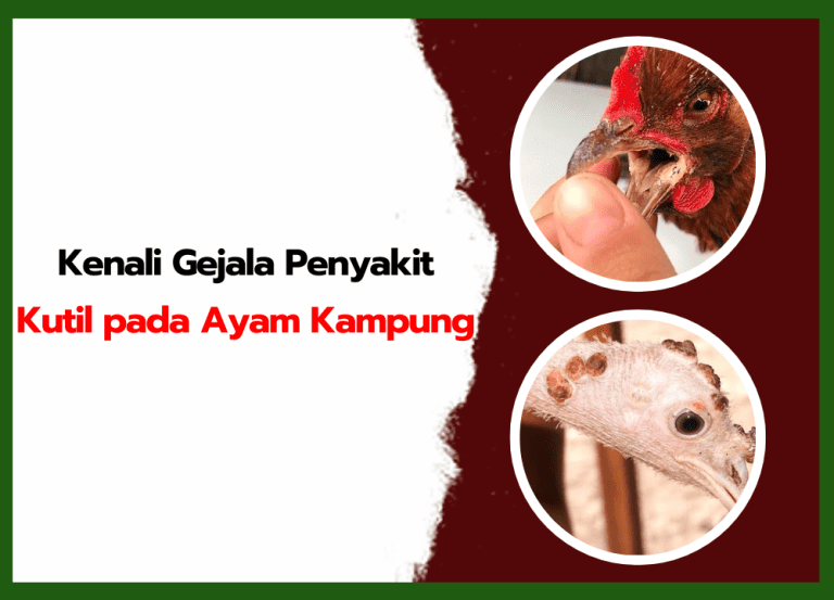 Kenali Gejala Penyakit Kutil pada Ayam Kampung - HOBI TERNAK