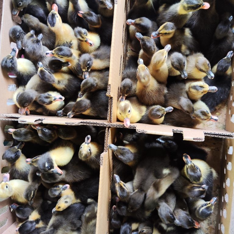 Bebek Hibrida adalah Jenis Bebek Pedaging Unggul