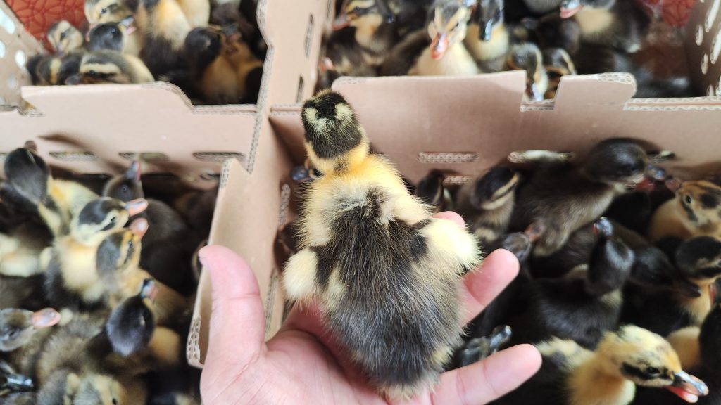 Bebek Hibrida adalah Jenis Bebek Pedaging Unggul