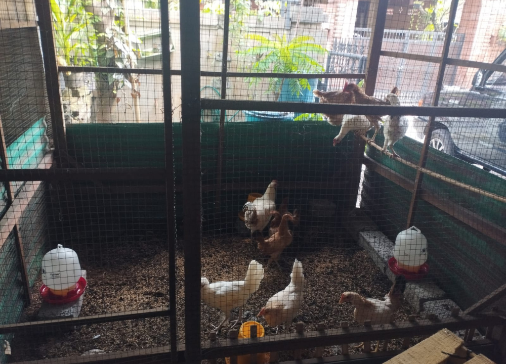 Fakta Menarik Tentang Ayam Elba si Ayam Petelur Super