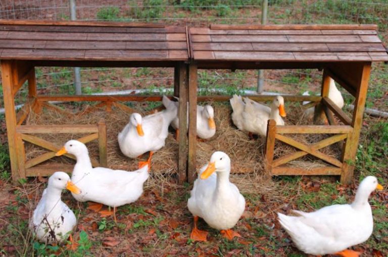 Inilah Kriteria Kandang Bebek Hibrida yang Ideal