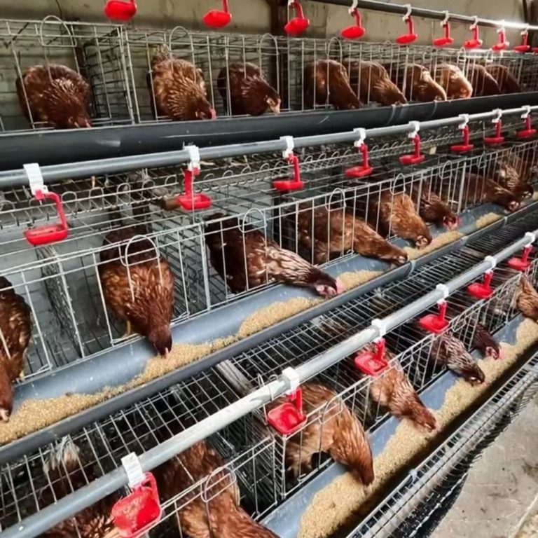 Kandang Baterai Galvanis untuk Ayam Petelur
