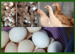 Baru!!! Ayam Elba Jenis Ayam Petelur Unggul - HOBI TERNAK