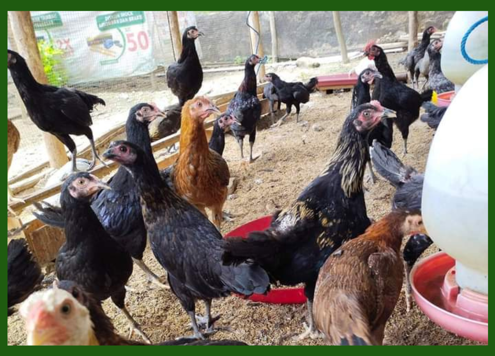 Analisis Usaha Ayam KUB 1000 Ekor - HOBI TERNAK