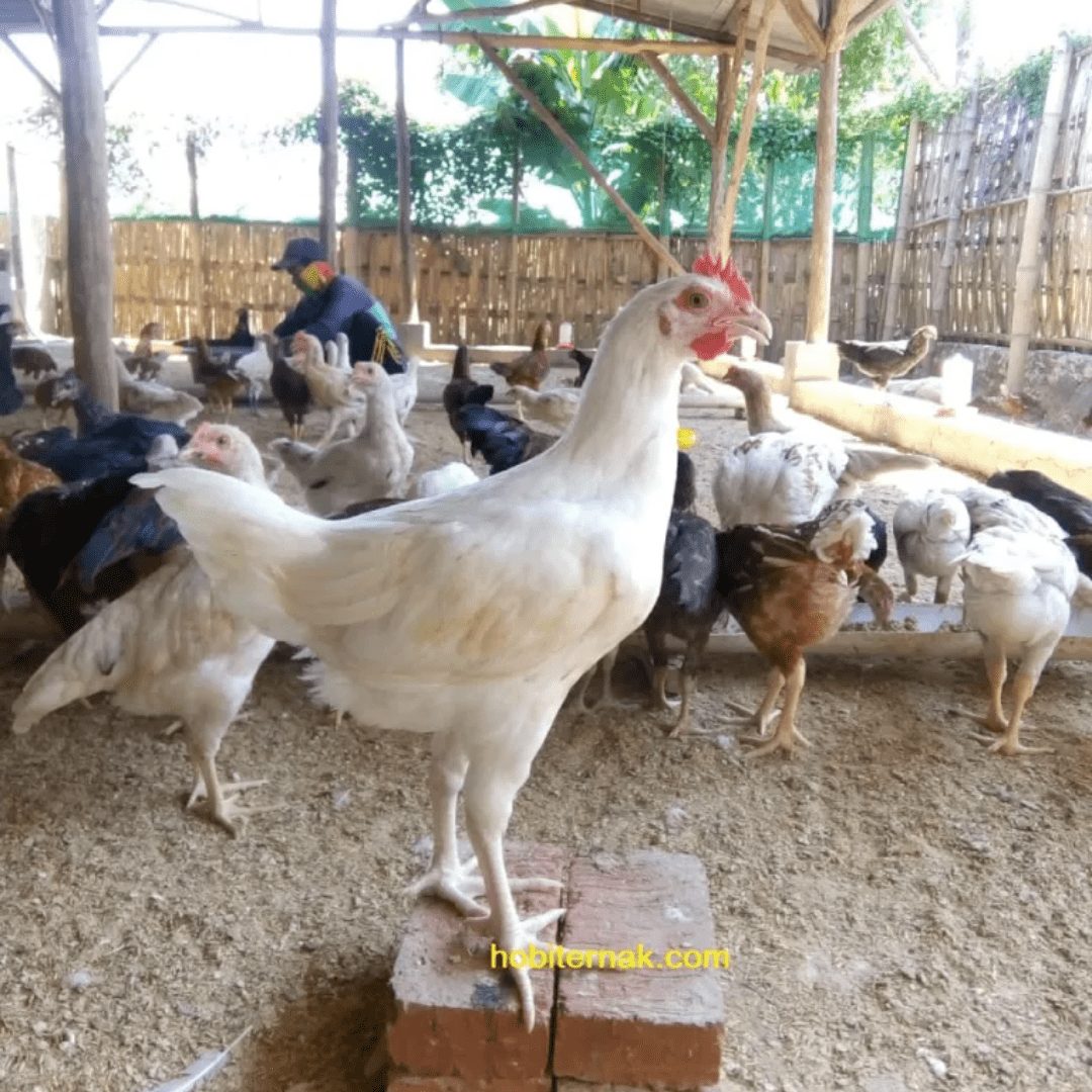 Pilih yang mana nih? Ayam JOPER atau Ayam KUB