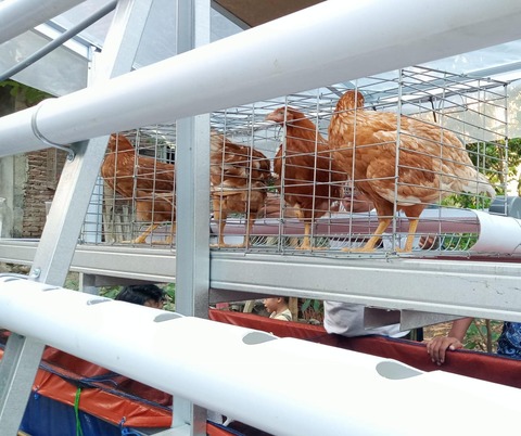 Contoh Ukuran Kandang Ayam Petelur yang Benar!