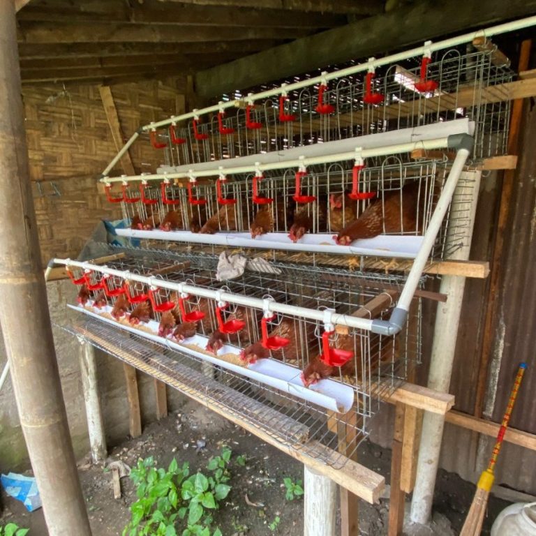 Contoh Ukuran Kandang Ayam Petelur yang Benar!