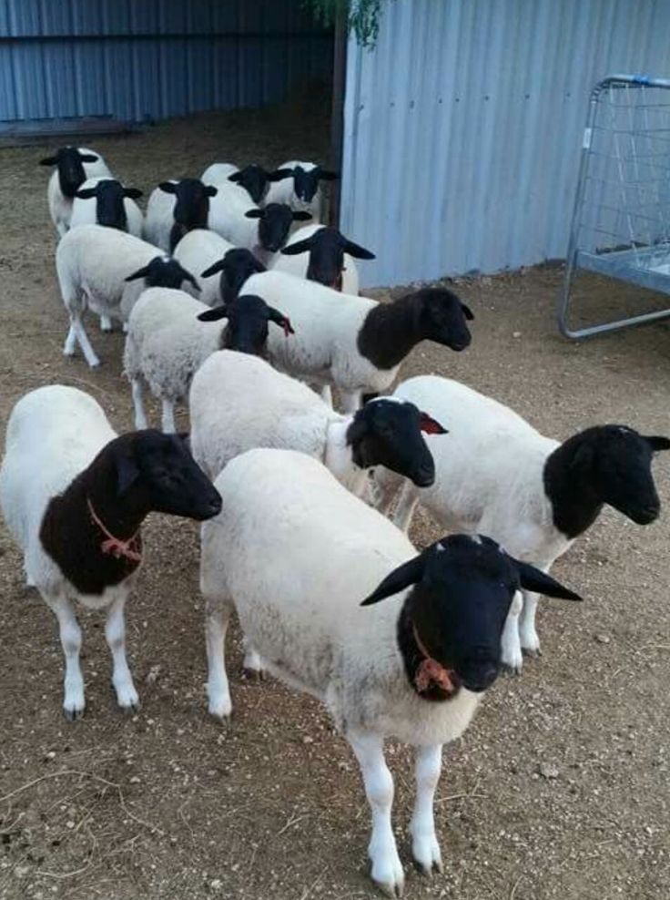 Daftar Harga Kambing dan Domba Terbaru 2026 - HOBI TERNAK