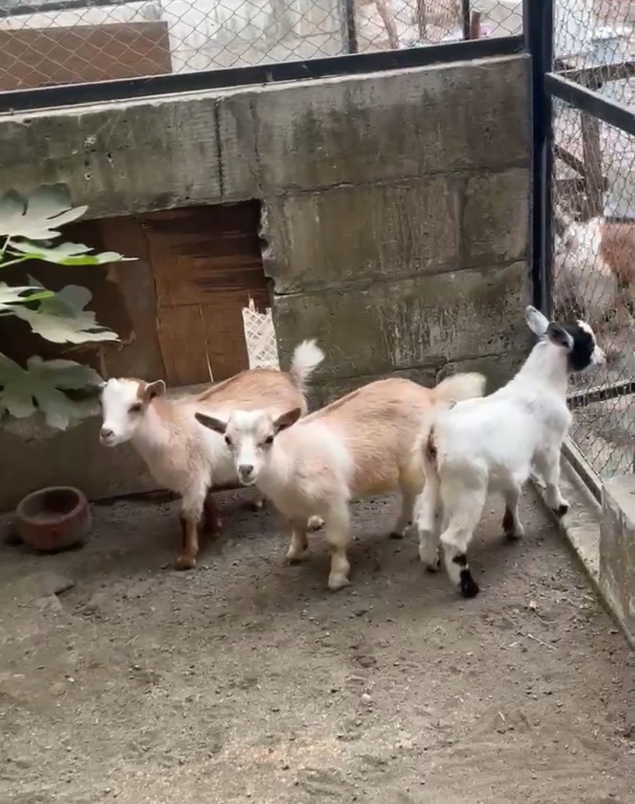 Daftar Harga Kambing dan Domba Terbaru 2026 - HOBI TERNAK