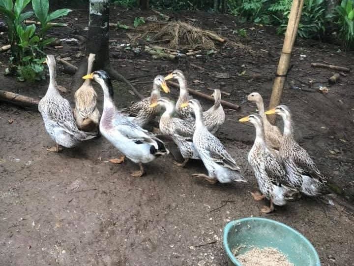10 Jenis Bebek Pedaging Unggul Favorit Peternak