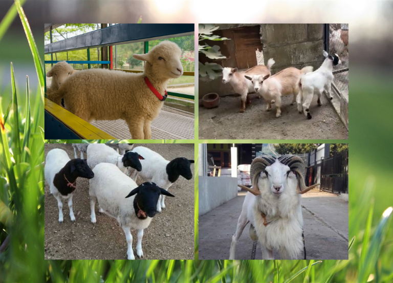 Daftar Harga Kambing dan Domba Terbaru 2026 - HOBI TERNAK