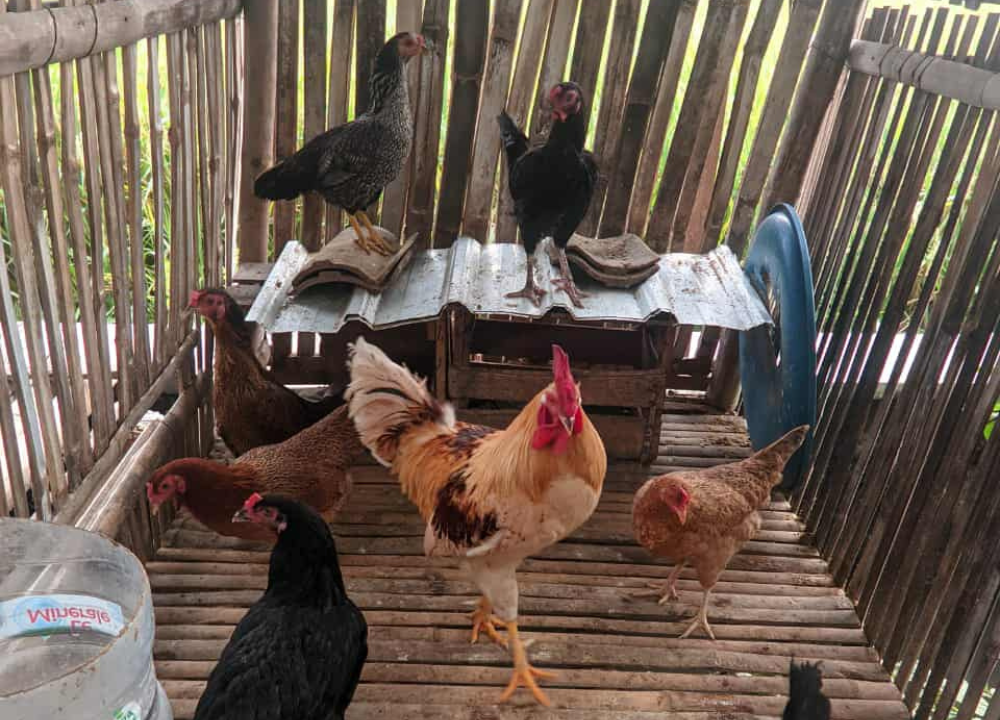 Ciri-Ciri Ayam KUB Asli dari DOC hingga Dewasa - HOBI TERNAK