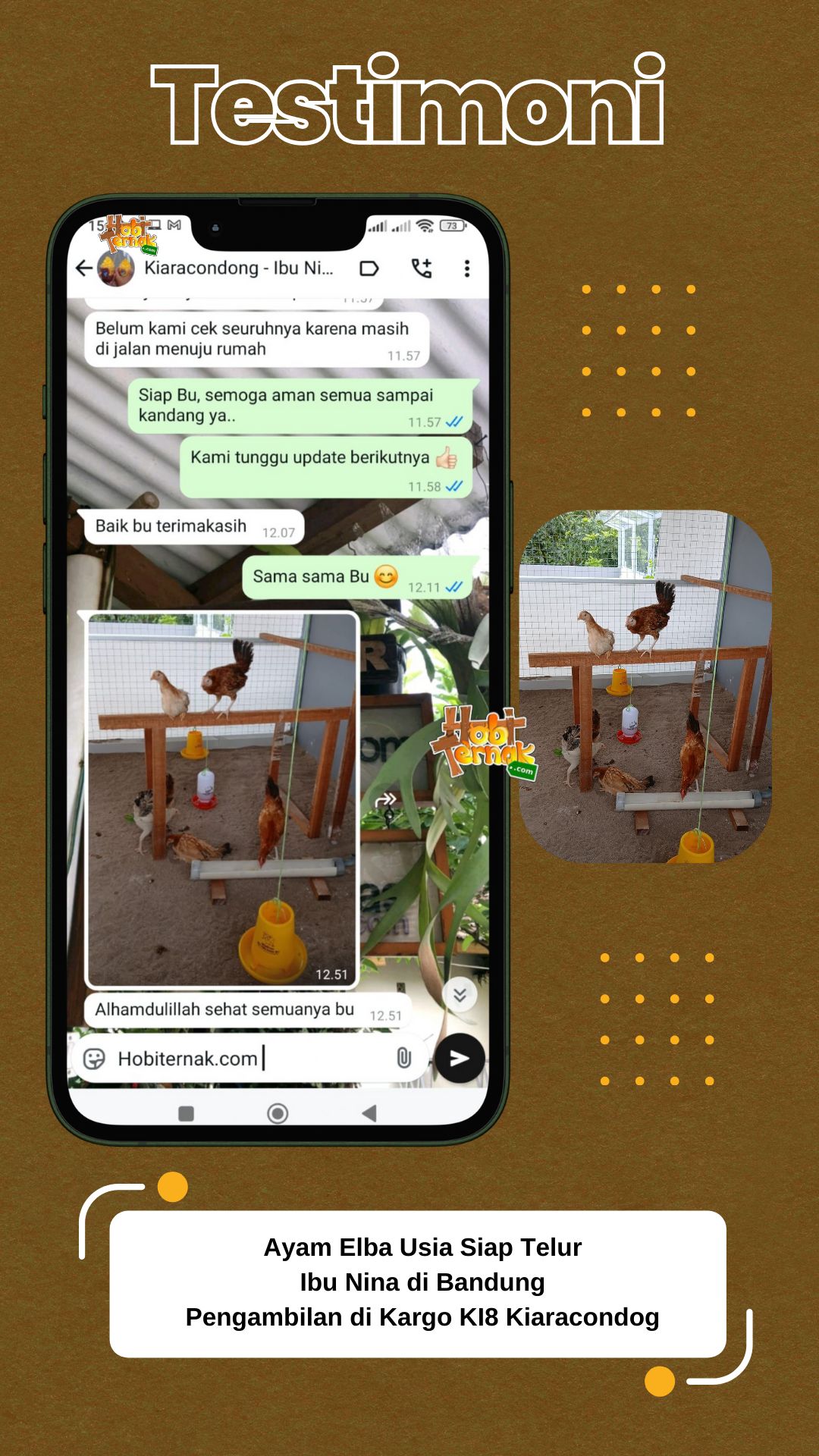 Jual Ayam Elba Petelur dari Bibit dan Usia Siap Telur - HOBI TERNAK