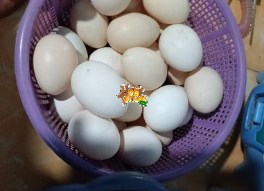 Jual Ayam Elba Petelur dari Bibit dan Usia Siap Telur - HOBI TERNAK